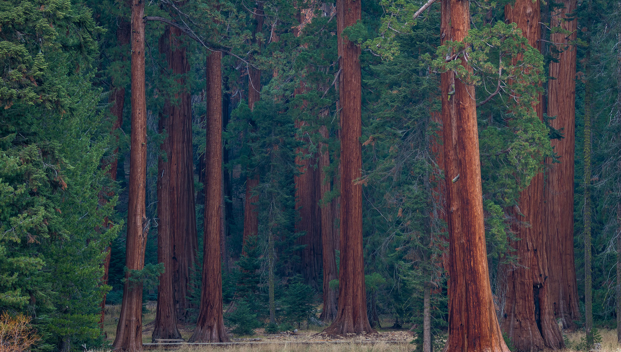 About | Sequoia Strategies About | Sequoia Strategies